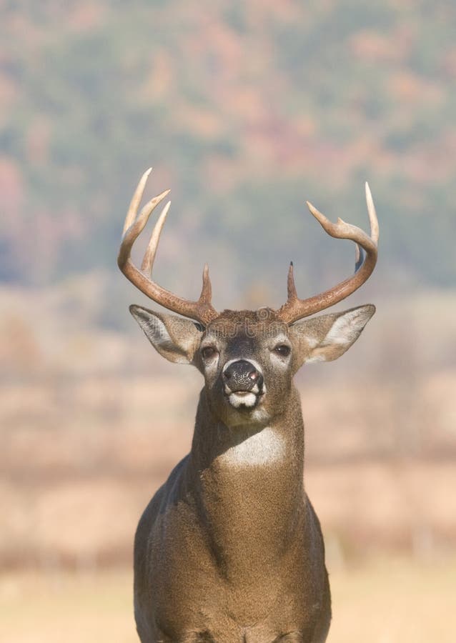 20+ Whitetail buck portrait Free Stock Photos - StockFreeImages