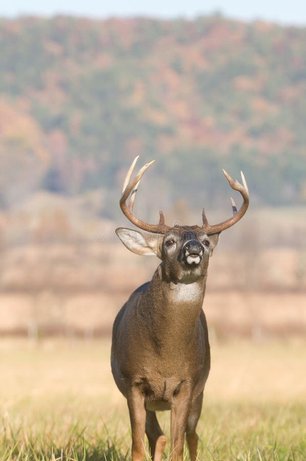 Whitetail buck portrait stock photo. Image of autumn, deer - 7328826