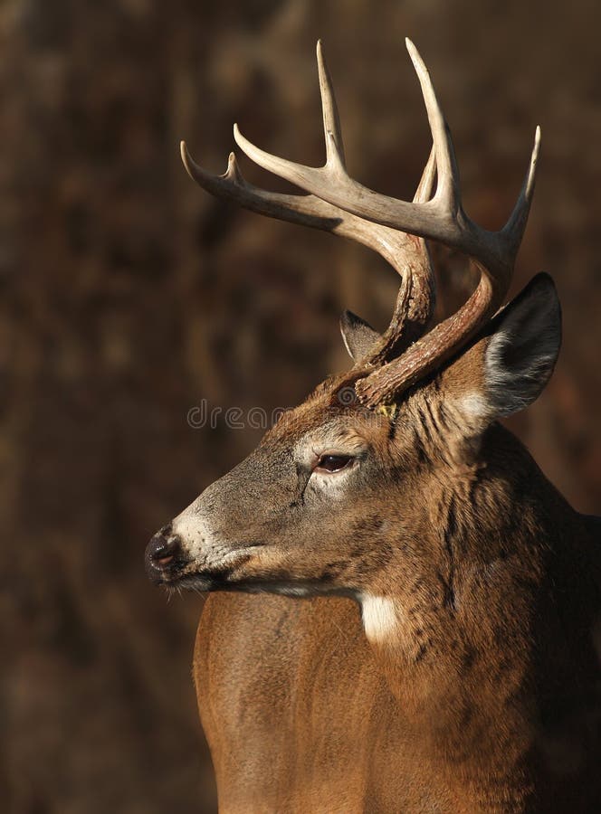 Whitetail buck profile stock image. Image of deer, nature - 10392967