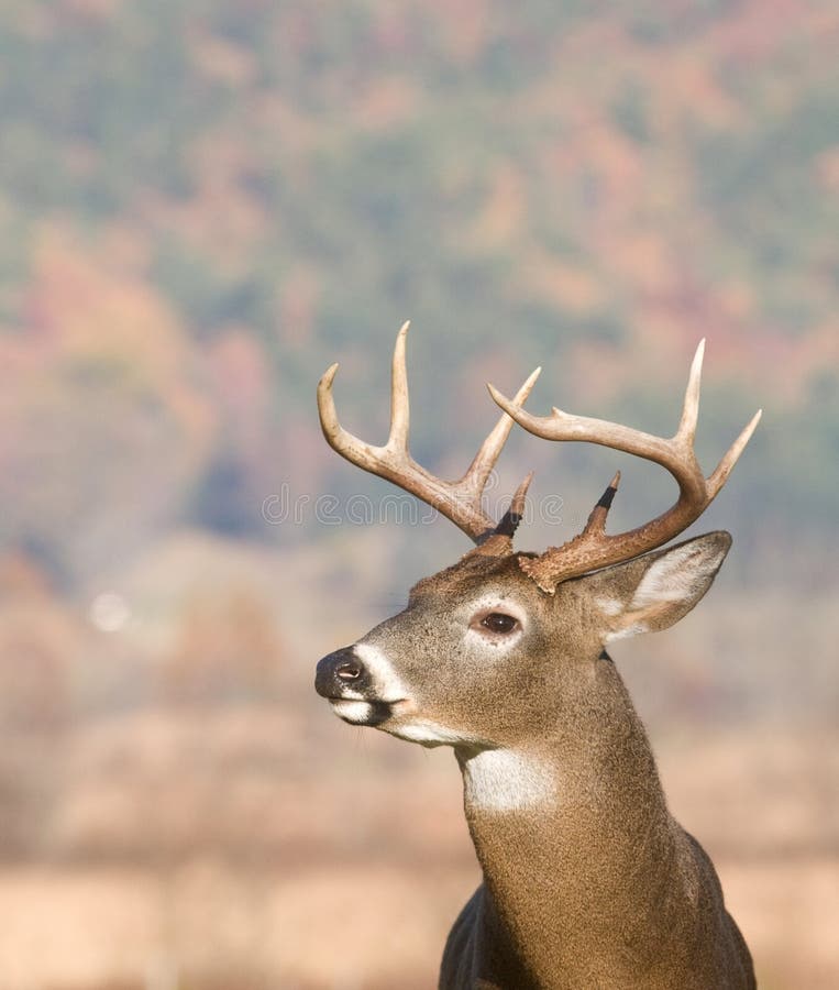 Deer Front Profile