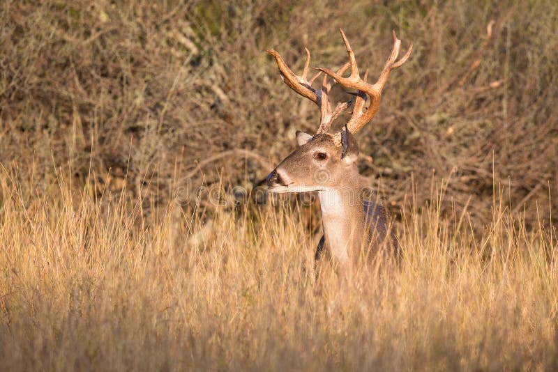 Whitetail Buck Raising Head Out of Grass Stock Image - Image of blurred ...