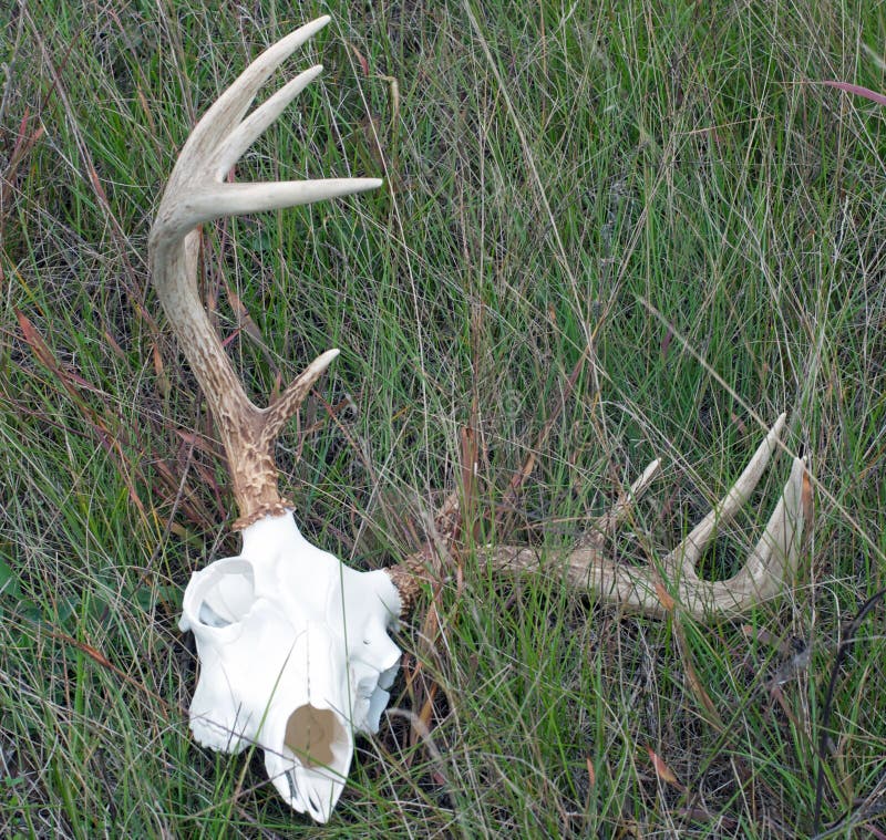 Whitetail Buck Deer Head Profile Stock Photo - Image of male, interior ...