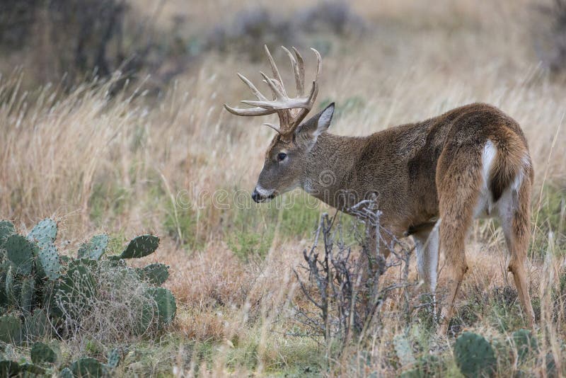 Whitetail Buck Standing by Cactus Stock Image - Image of hunt, brow ...