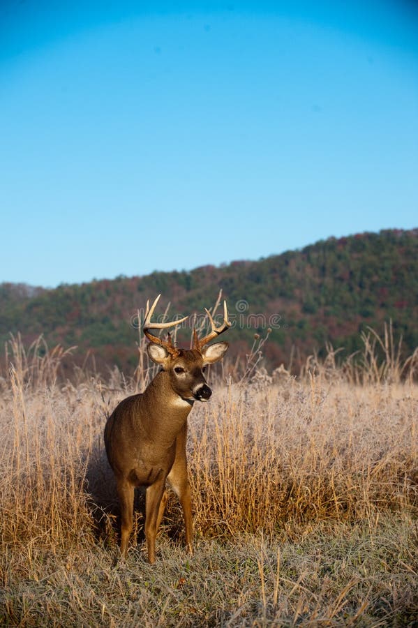 Whitetail Buck Standing in Meadow in the Fall Stock Image - Image of ...