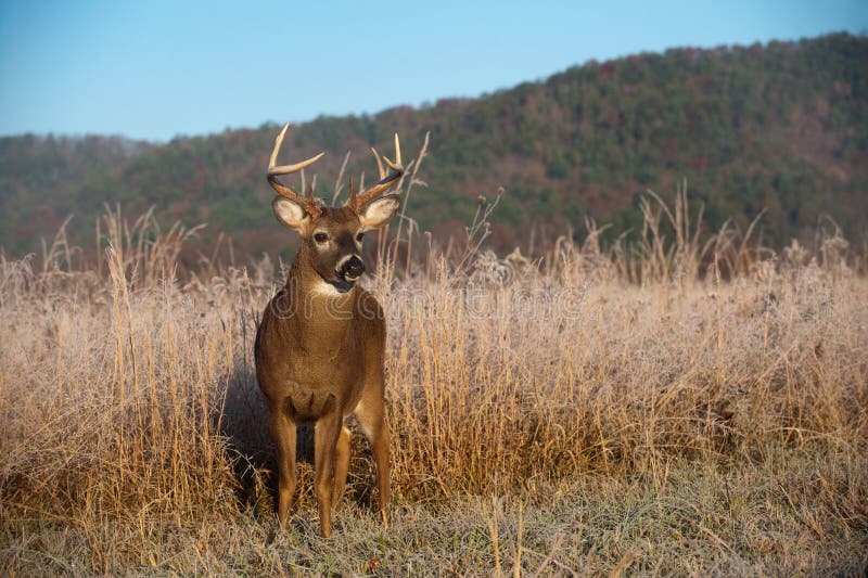 Whitetail Buck Standing in Meadow in the Fall Stock Photo - Image of ...