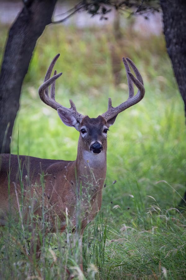 Whitetail Buck Standing in Tall Grass Stock Photo - Image of wildlife ...