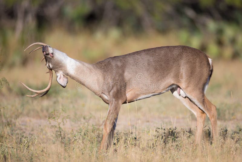 Stretching Deer stock image. Image of life, stretching - 19050763
