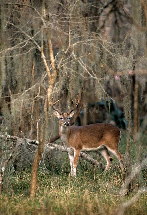 Whitetail Buck in Swamp stock photo. Image of wildlife - 14342138