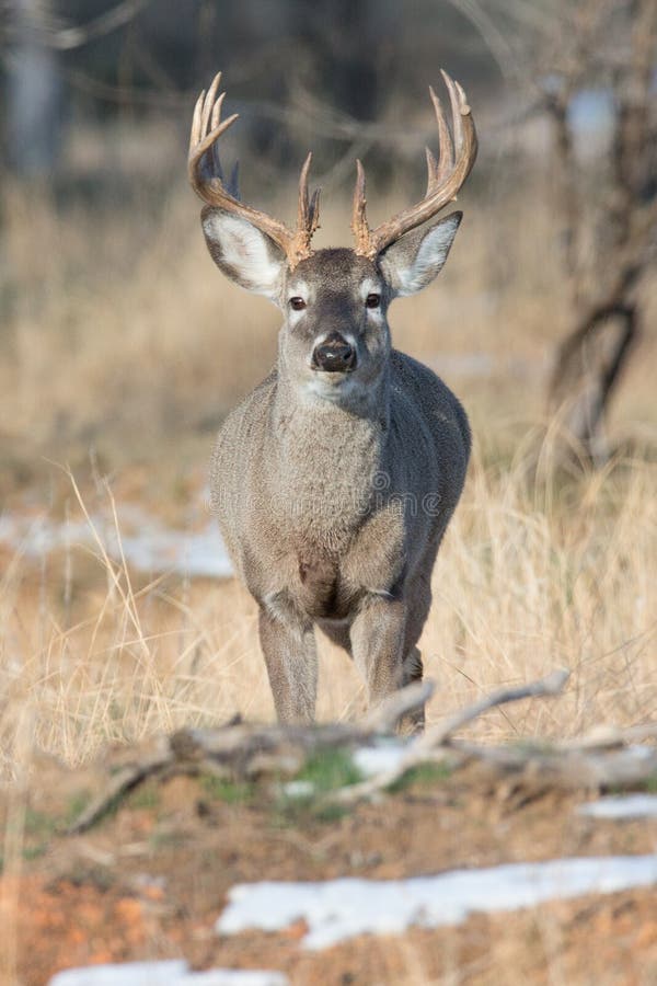 Whitetail Buck with Swollen Neck during the Rut Stock Image - Image of ...