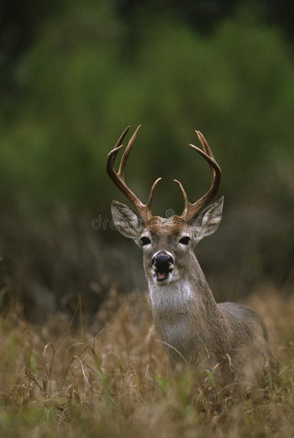 Whitetail Buck in Tall Grass Stock Image - Image of hunt, hunting: 10414869