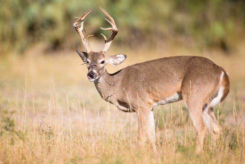 Buck face stock photo. Image of quebec, summer, mammal - 25316592