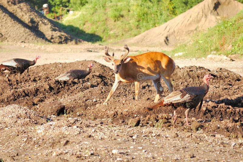 Whitetail Buck and Turkey stock photo. Image of nature - 28998134