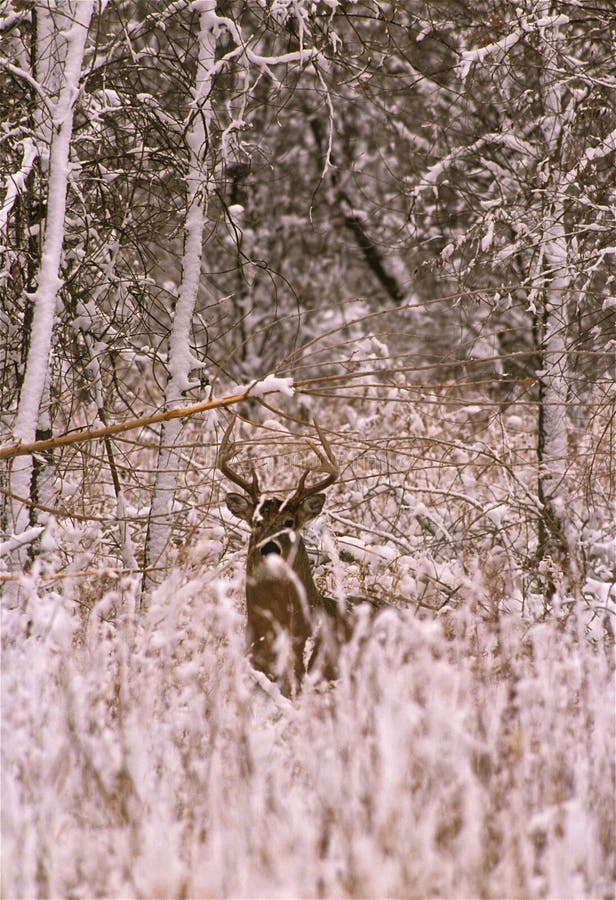 Whitetail Buck in Winter stock photo. Image of animal - 15743804