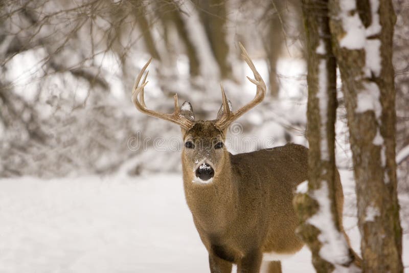 8 Point Whitetail Buck Stock Photos - Free & Royalty-Free Stock Photos ...