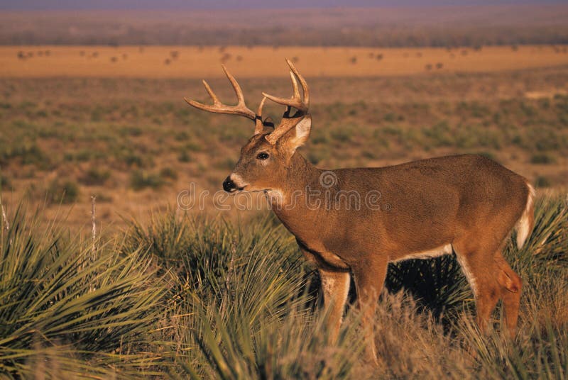Whitetail Buck in Yucca stock image. Image of deer, wildlife - 9380649
