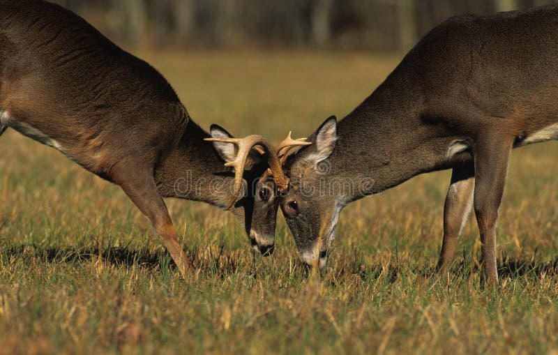 Whitetail bucks fighting stock photo. Image of wildlife - 8829296