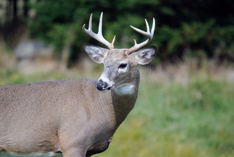Whitetail deer stock image. Image of male, animal, wildlife - 10336007