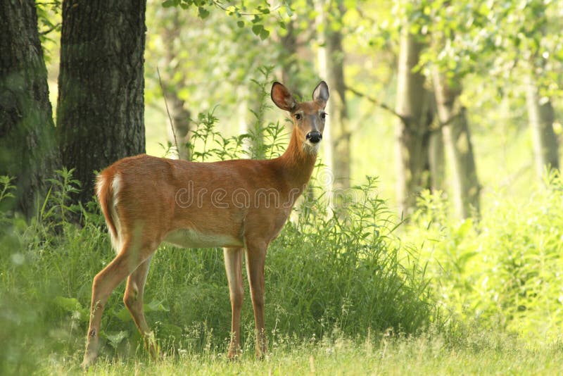 Whitetail Deer Eating stock photo. Image of brown, resting - 6071626