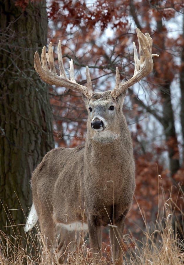 Whitetail Deer stock photo. Image of stag, autumn, deer - 22470194