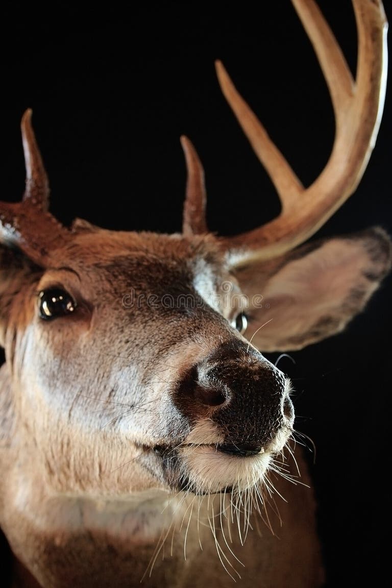 3,100 Whitetail Deer Rack Stock Photos - Free & Royalty-Free Stock ...