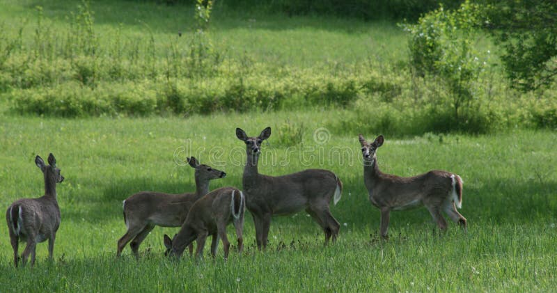 Whitetail deer 5 stock image. Image of green, spring, field - 5025575