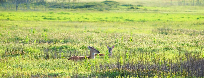 Two Deer Bounding through a Cow Pasture Stock Photo - Image of forest ...