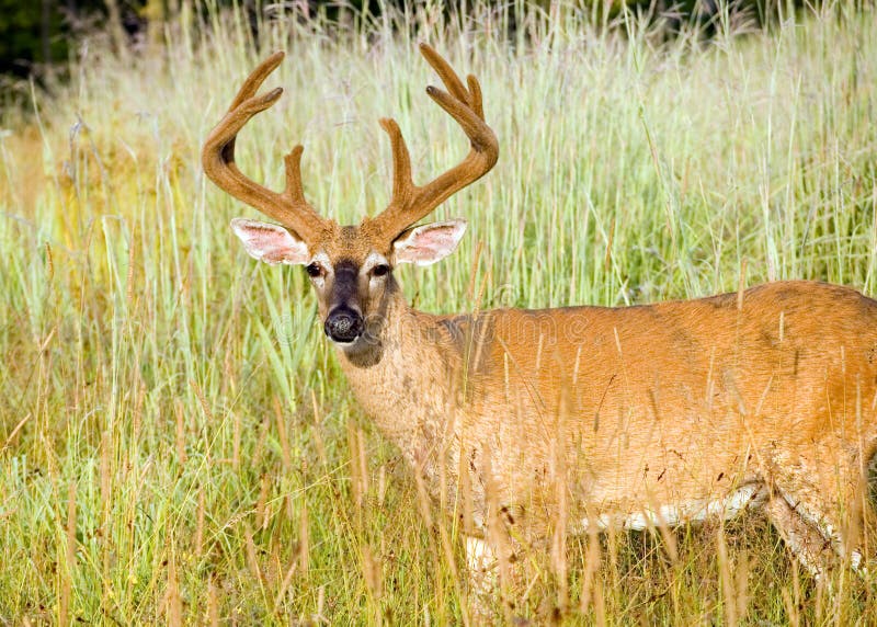 Whitetail Deer Buck stock image. Image of buck, outdoors - 10466177