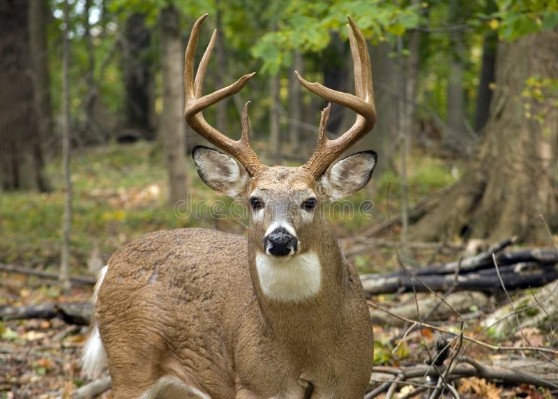 Whitetail Deer Buck Running through Meadow Stock Image - Image of ...