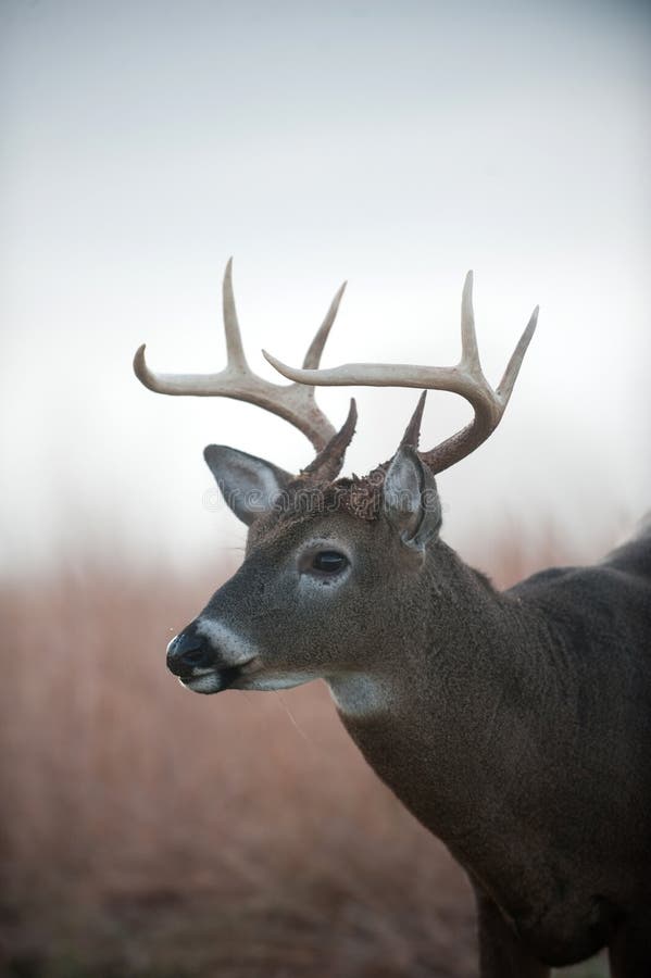 Whitetail deer buck stock image. Image of animal, wildlife - 13321913