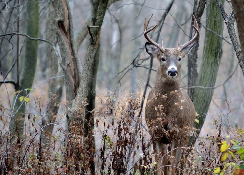 Baby Buck stock photo. Image of long, antlers, gazelle - 4249268
