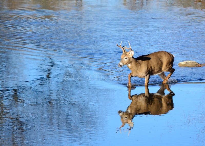 Whitetail Deer Buck at Sunset Stock Image - Image of ungulate, buck: 548861