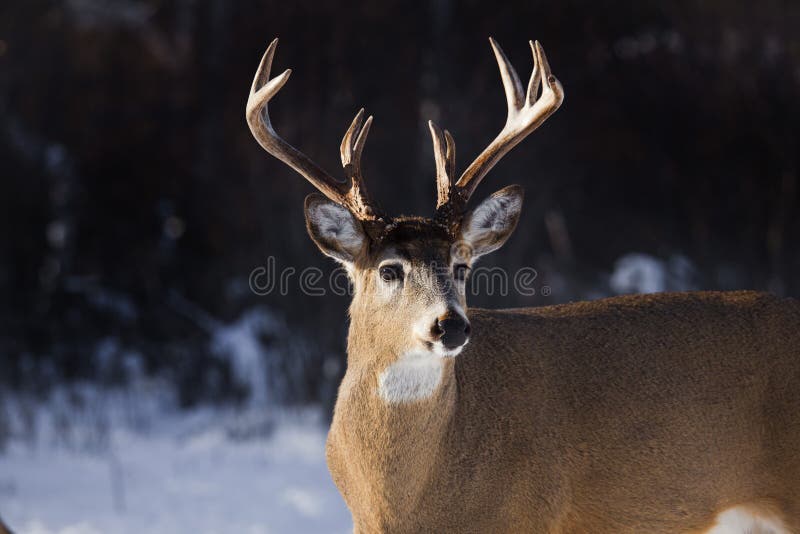 Whitetail deer buck stock photo. Image of fawn, country - 17620942
