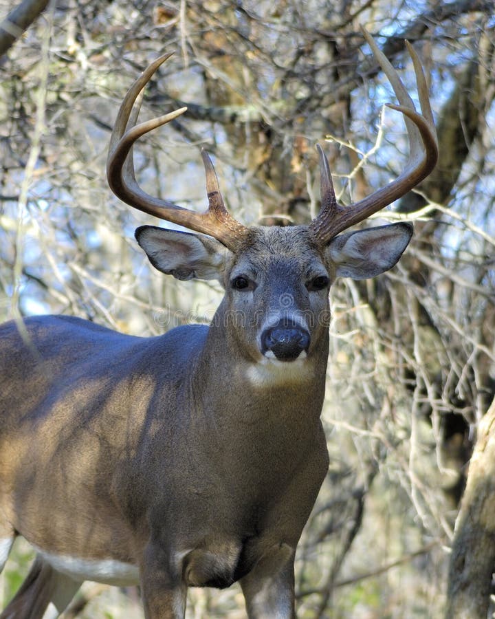 Whitetail Deer Buck stock photo. Image of animal, male - 19086172