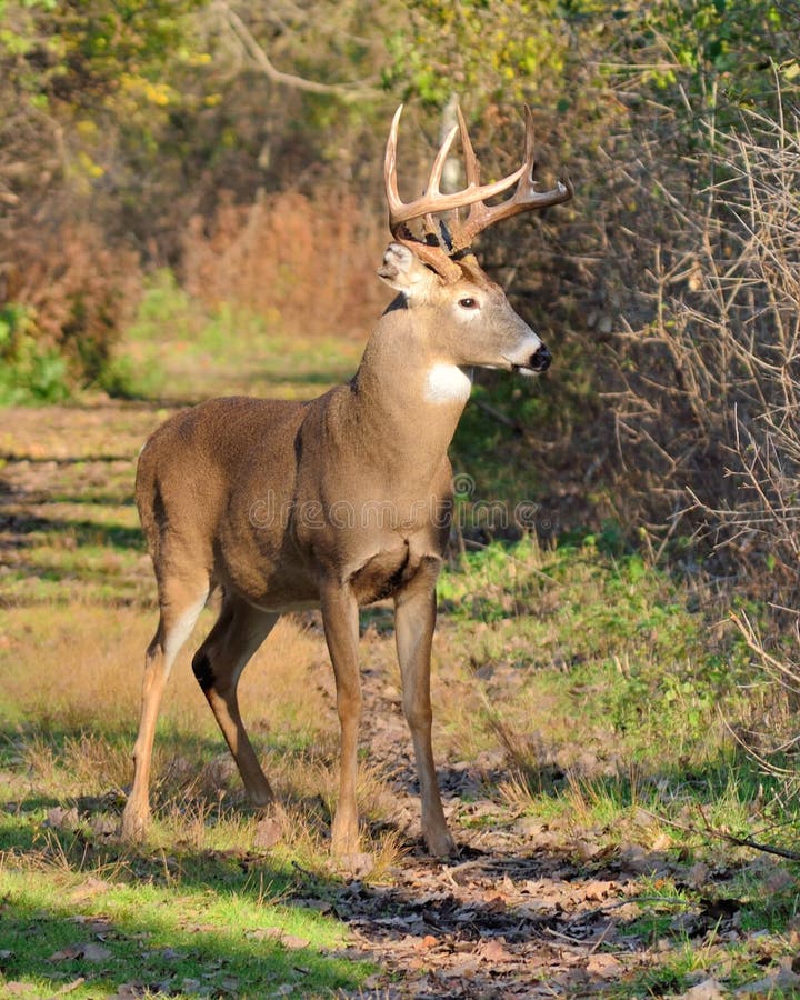 Whitetail Deer Buck stock photo. Image of buck, mammal - 22000472