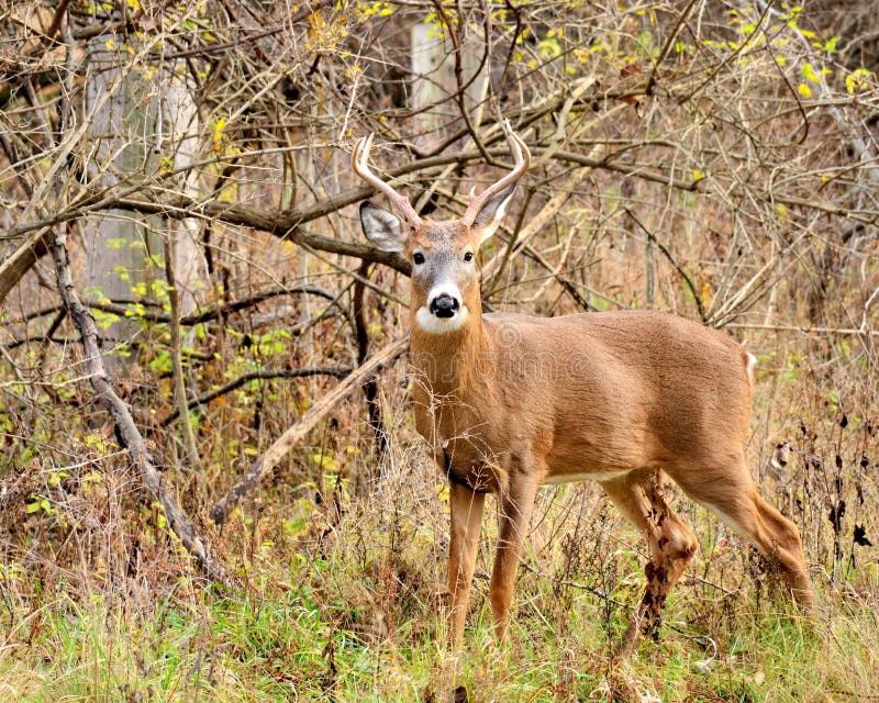 Whitetail Deer Buck stock photo. Image of thicket, male - 22029432