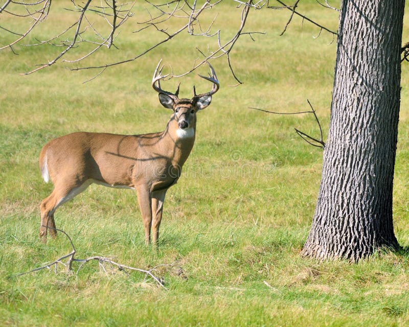 Rutting Whitetail Deer Buck Stock Image - Image of outdoors, field ...