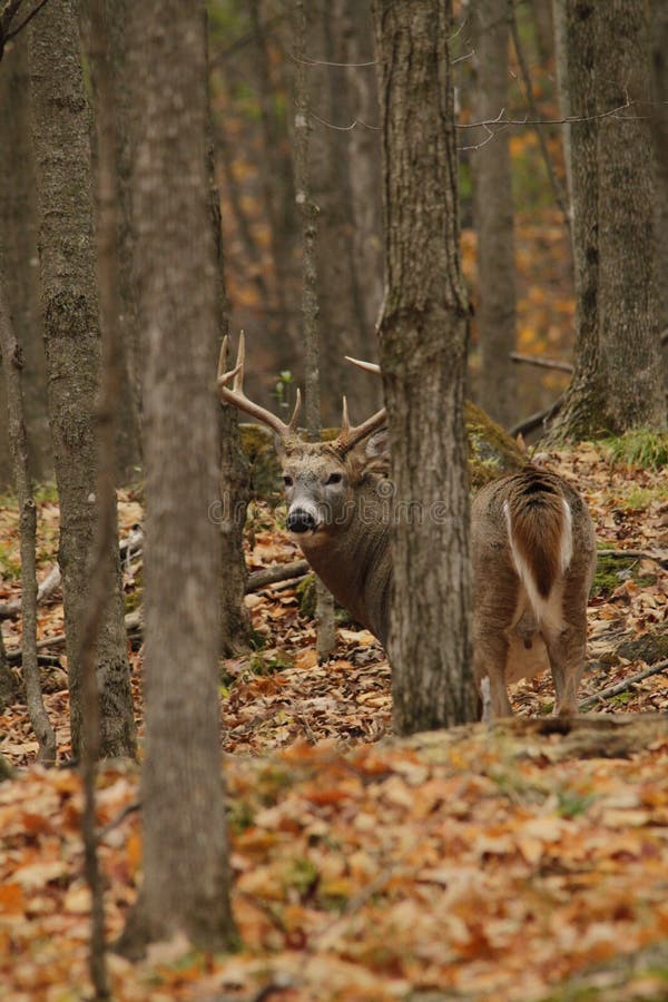 Whitetail Deer Buck stock image. Image of hardwood, antlers - 27647261