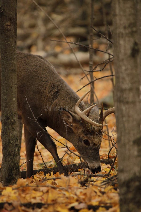 Whitetail Deer Buck stock photo. Image of mating, outdoors - 27648034