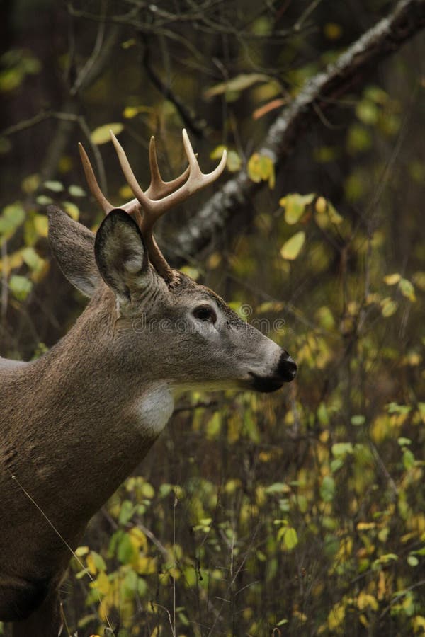 8 Point Whitetail Buck Side View Stock Photos - Free & Royalty-Free ...