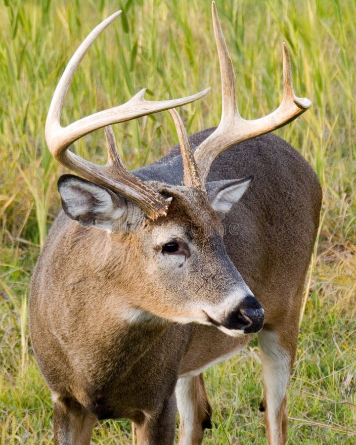 Whitetail Deer Buck stock photo. Image of hunting, stag - 6919766