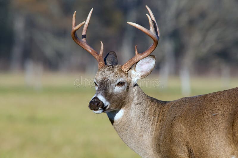 Whitetail Deer Buck Profile Stock Image - Image of rack, park: 523957