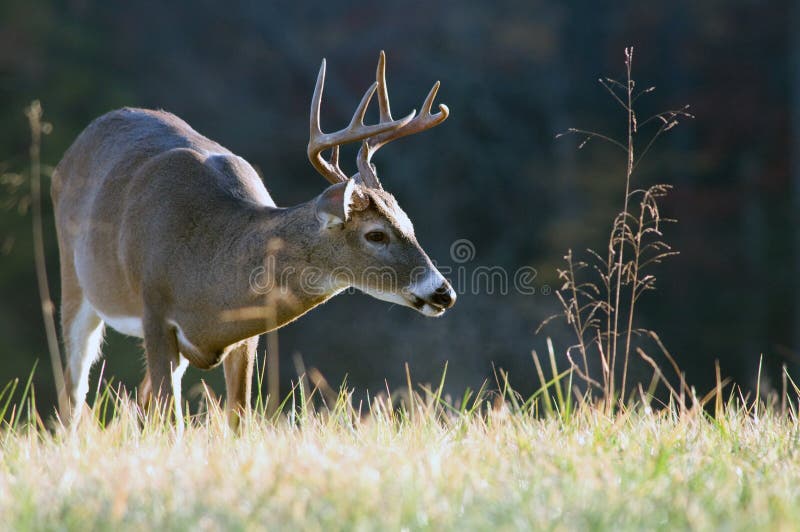 Whitetail Deer Buck Profile Stock Image - Image of rack, park: 523957