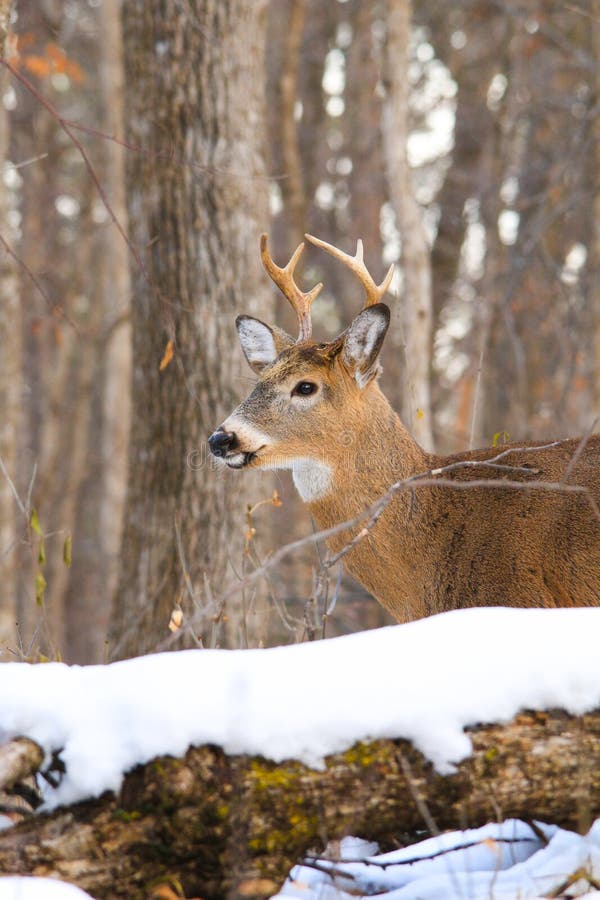Whitetail Deer Buck Antlers Stock Photo - Image of snow, nature: 92409564