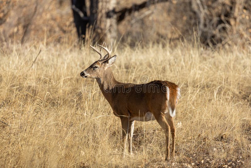 Whitetail Deer Buck in Autumn Stock Image - Image of outdoors, wildlife ...