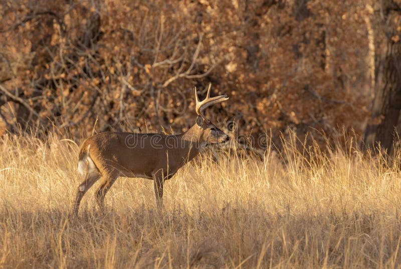Whitetail Deer Buck in Autumn Stock Photo - Image of mammal, animal ...