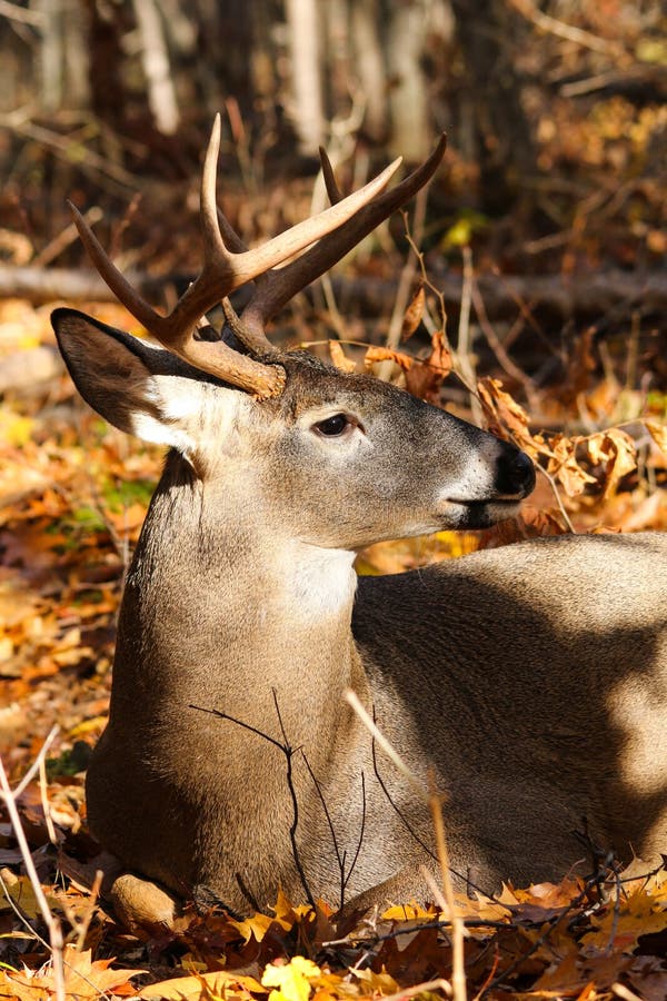 Whitetail Deer Buck Bedded stock image. Image of scent - 62071337