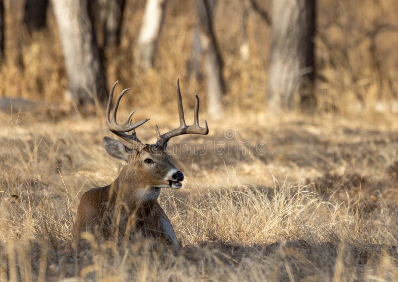 Whitetail Deer Buck Bedded in Fall Stock Image - Image of mammal ...