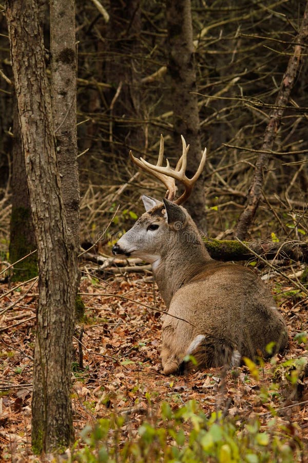 Whitetail Deer Buck Bedded during Fall Rut Stock Photo - Image of ...