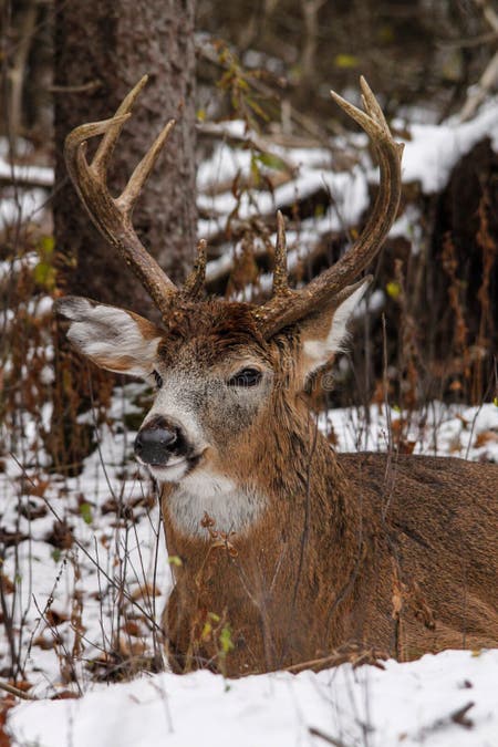 Whitetail Deer Buck Bedded in Snow Stock Photo - Image of brown ...