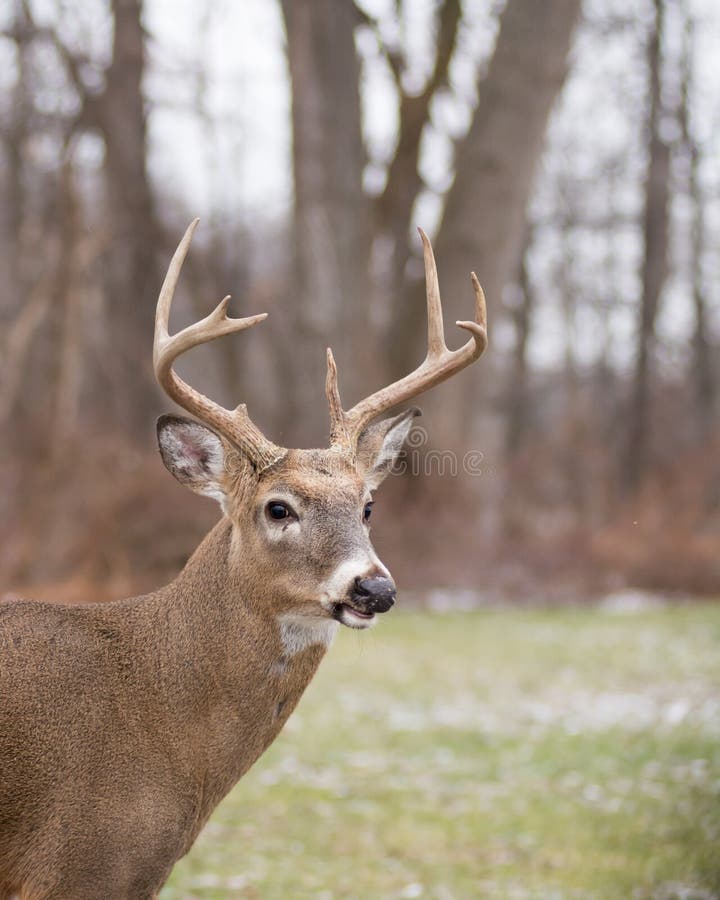 2,137 Whitetail Buck Head Photos - Free & Royalty-Free Stock Photos ...